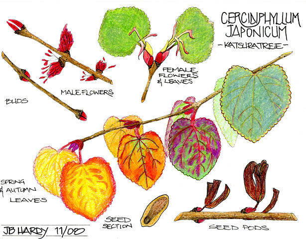 Katsura Tree - JB Hardy